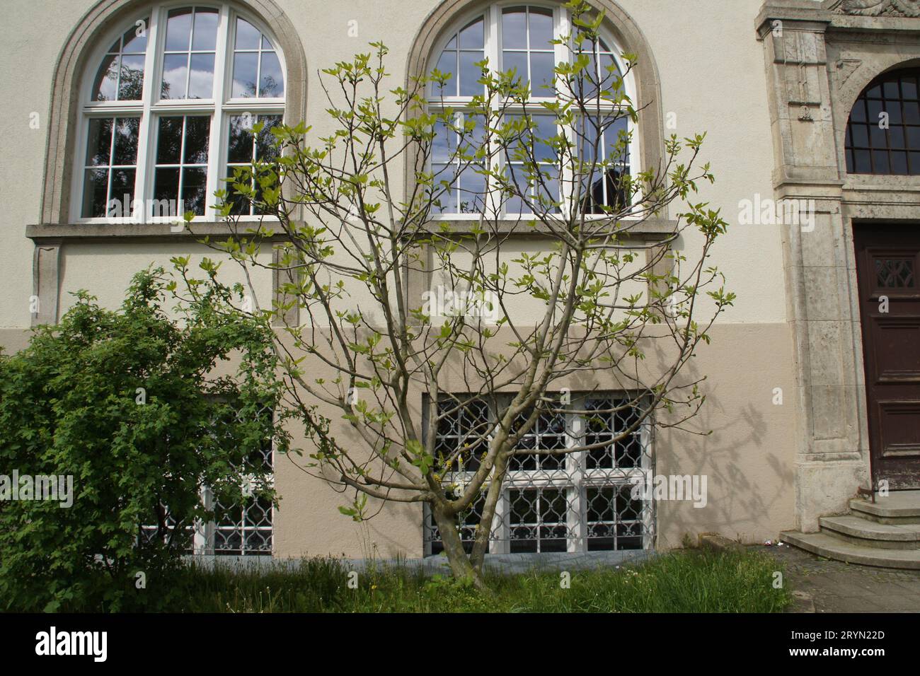 Junger feigenbaum -Fotos und -Bildmaterial in hoher Auflösung – Alamy