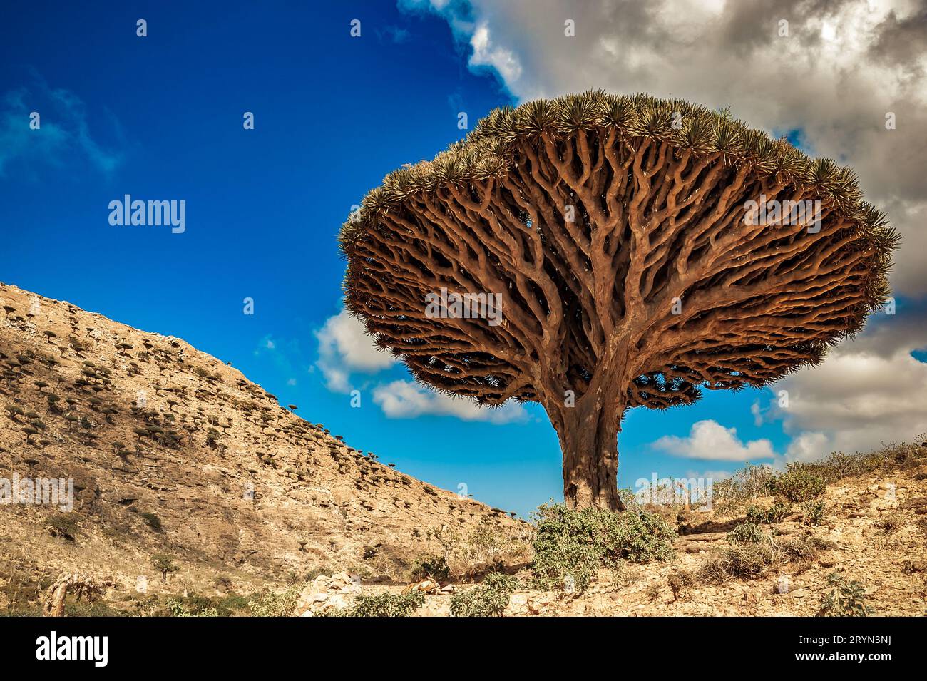 Socotra baum -Fotos und -Bildmaterial in hoher Auflösung – Alamy