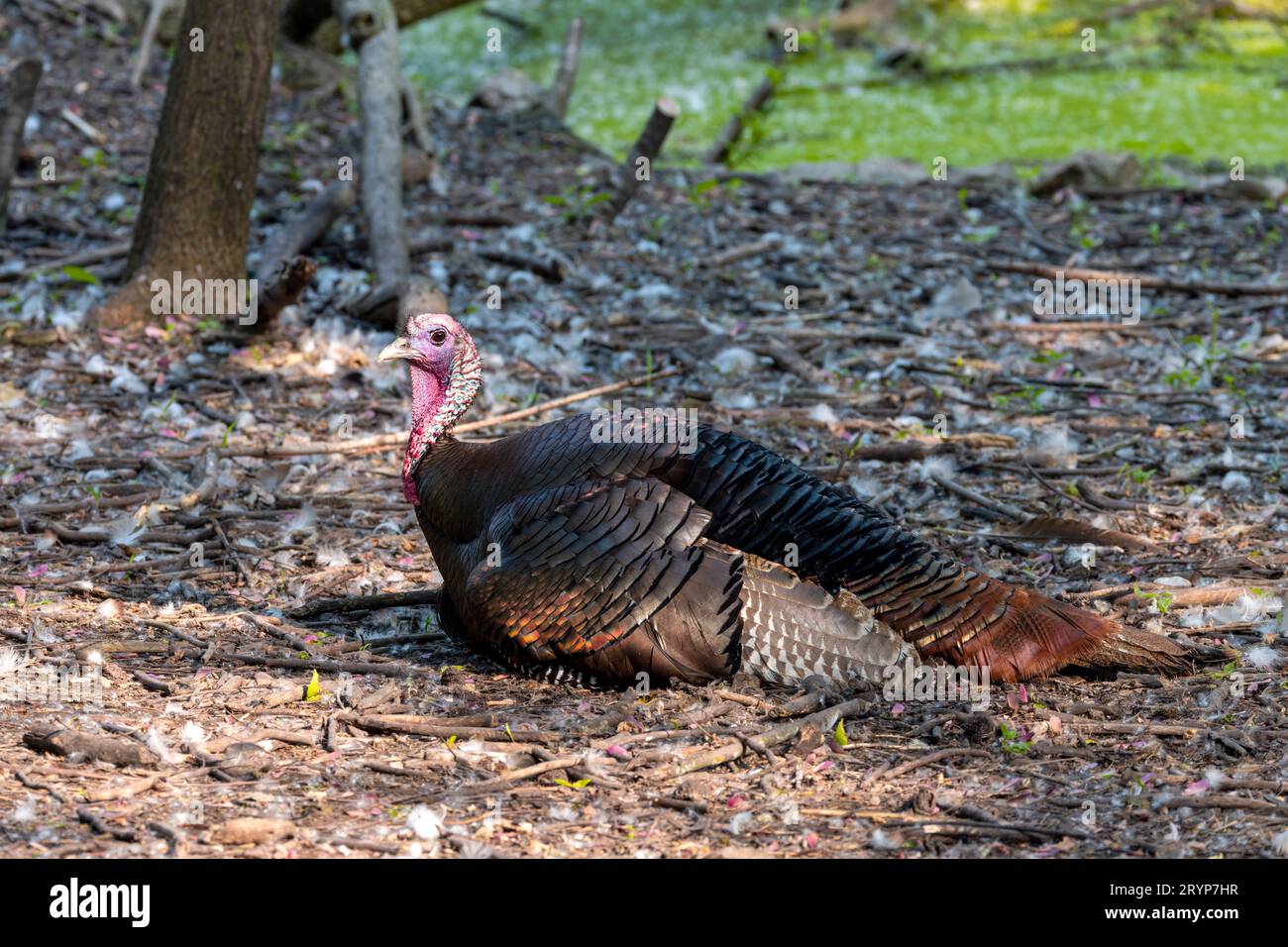 Wilde truthahnjagd -Fotos und -Bildmaterial in hoher Auflösung – Alamy