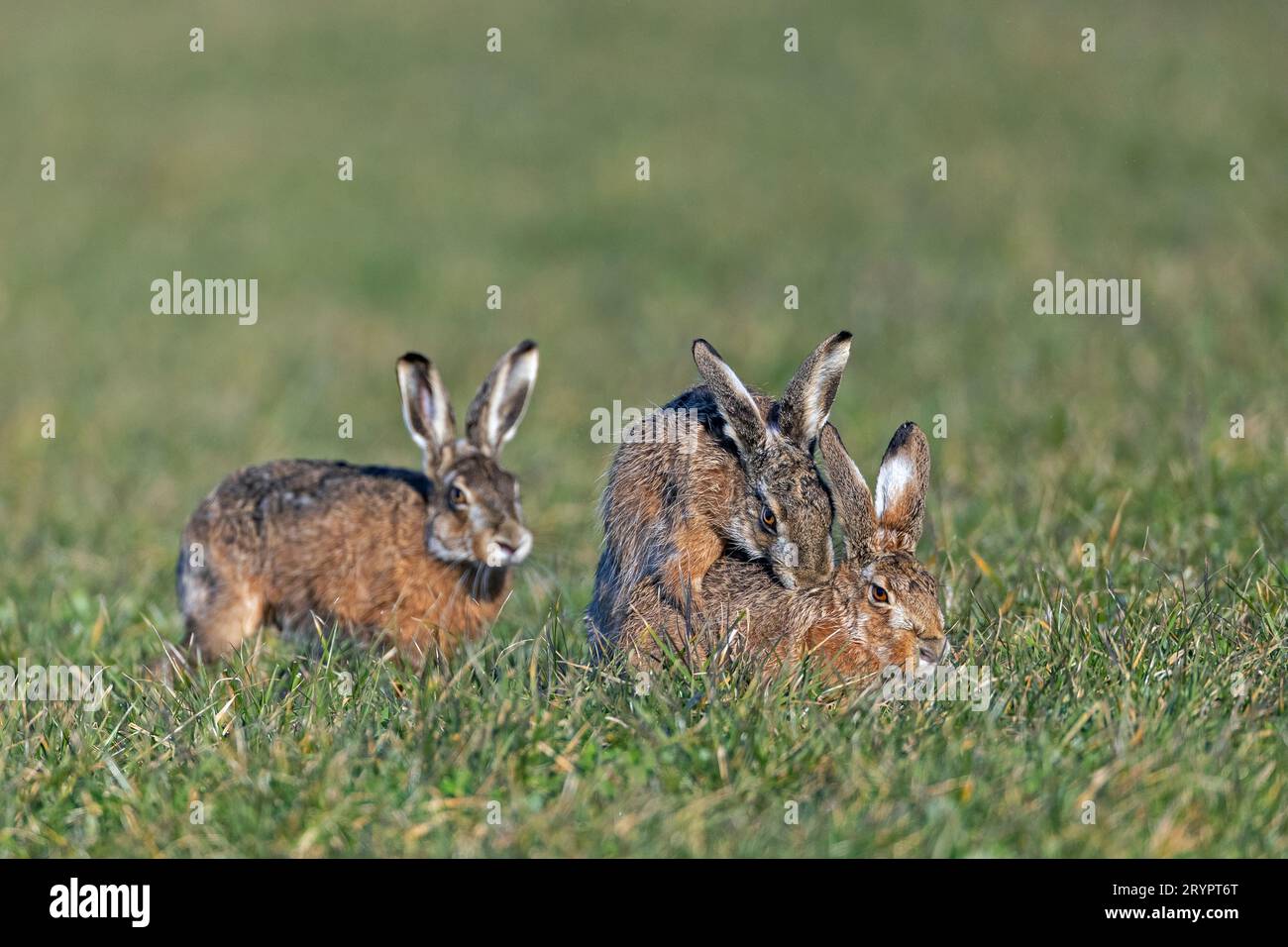 Europäischer Hase (Lepus europaeus). Das Männchen montiert das Weibchen ...