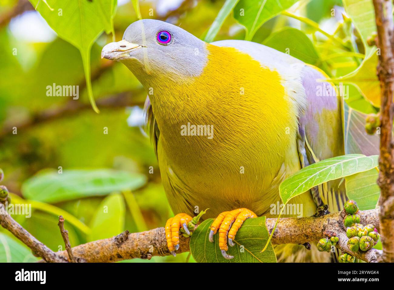 Gelbfüßige grüne taube -Fotos und -Bildmaterial in hoher Auflösung ...