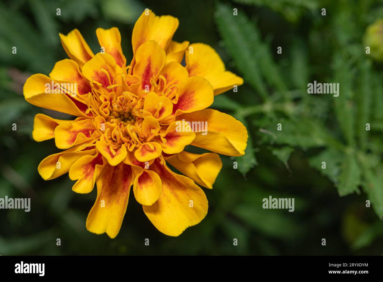 Lebendige Ringelblume aus nächster Nähe: Eine atemberaubende gelbe und ...