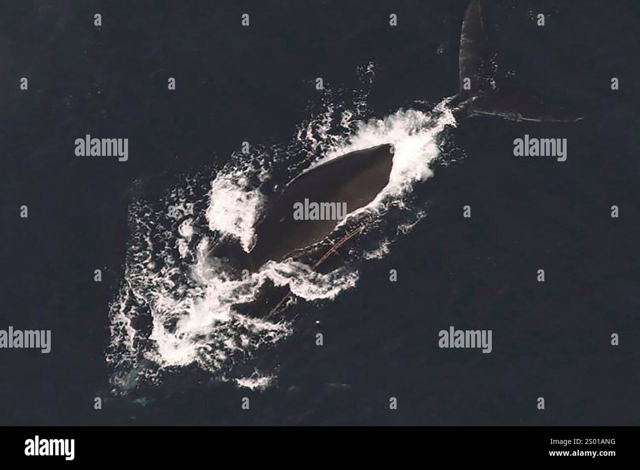 FILE - This photo provided by NOAA Fisheries shows a North Atlantic ...