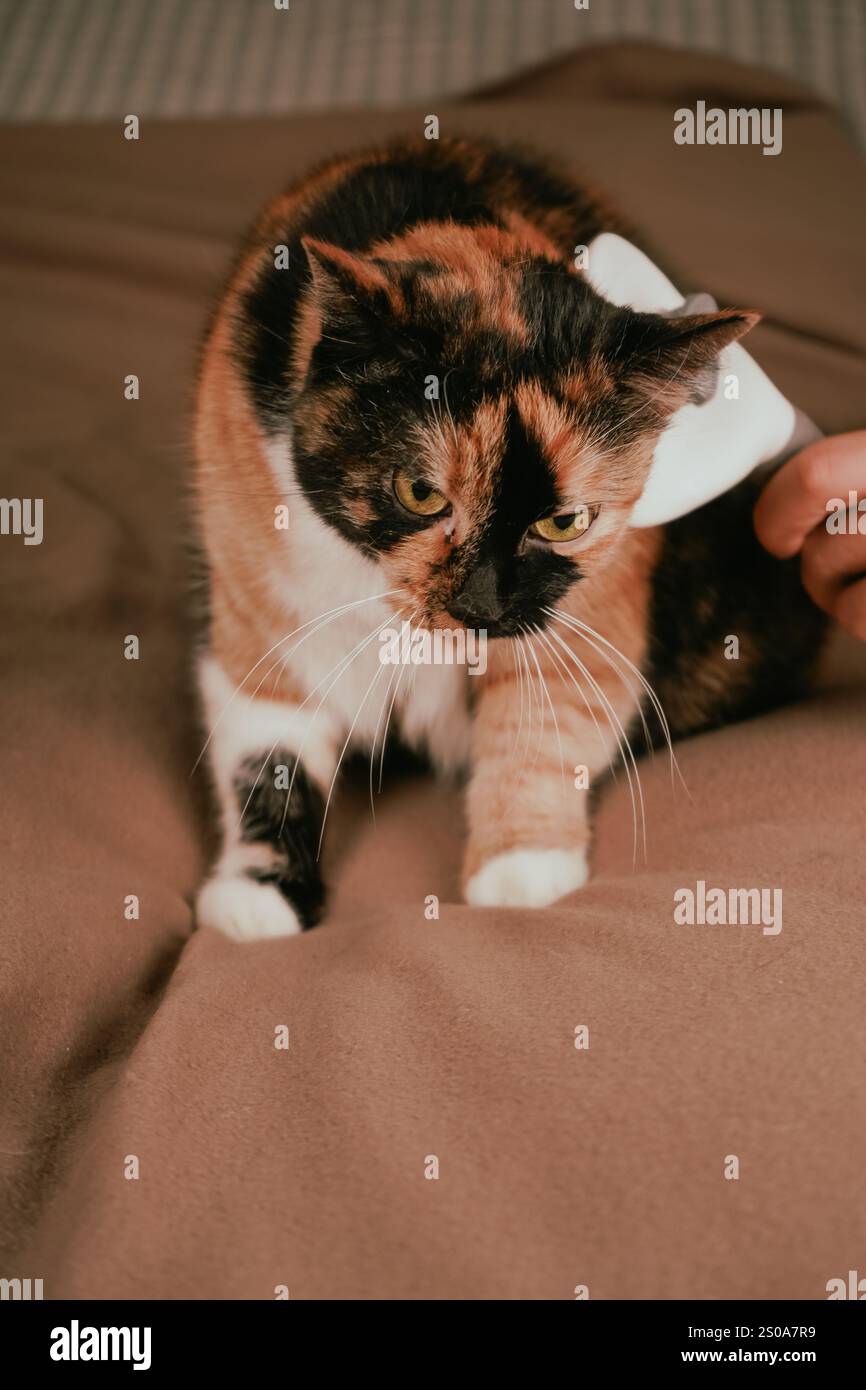 Ein Pflegemoment entfaltet sich, wenn eine Calico-Katze mit auffälligem ...