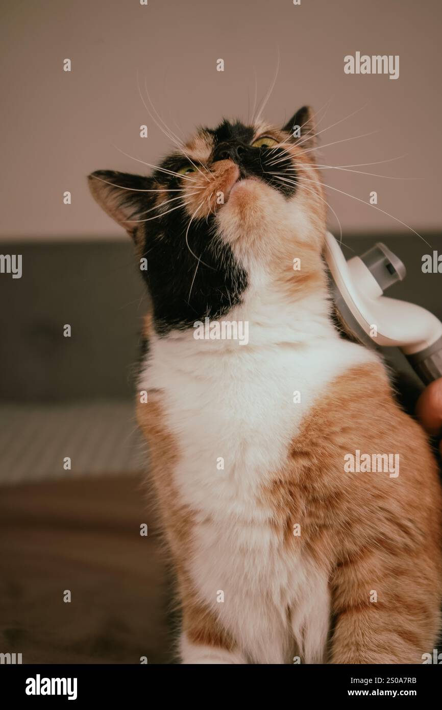 Ein Pflegemoment entfaltet sich, wenn eine Calico-Katze mit auffälligem ...