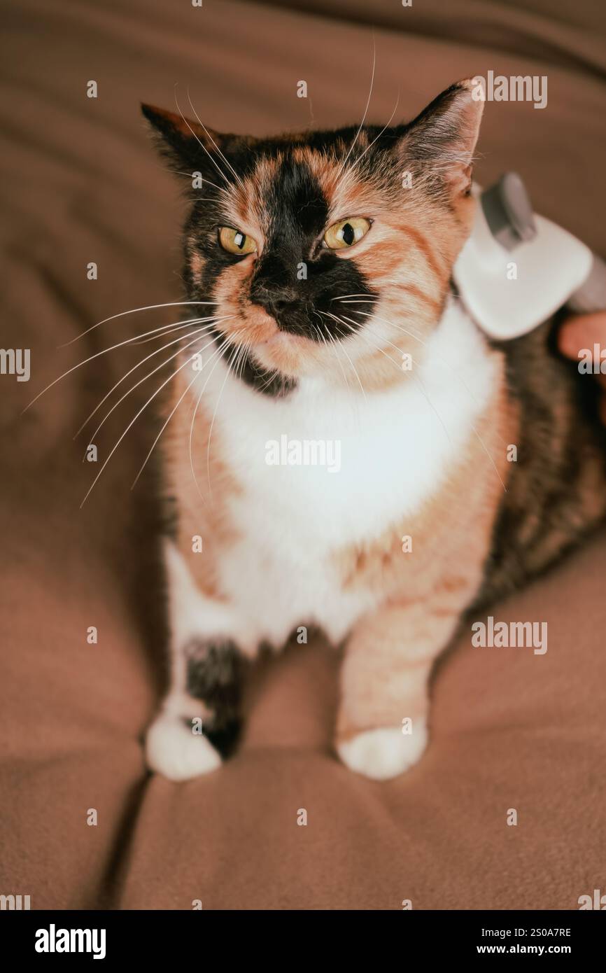 Ein Pflegemoment entfaltet sich, wenn eine Calico-Katze mit auffälligem ...