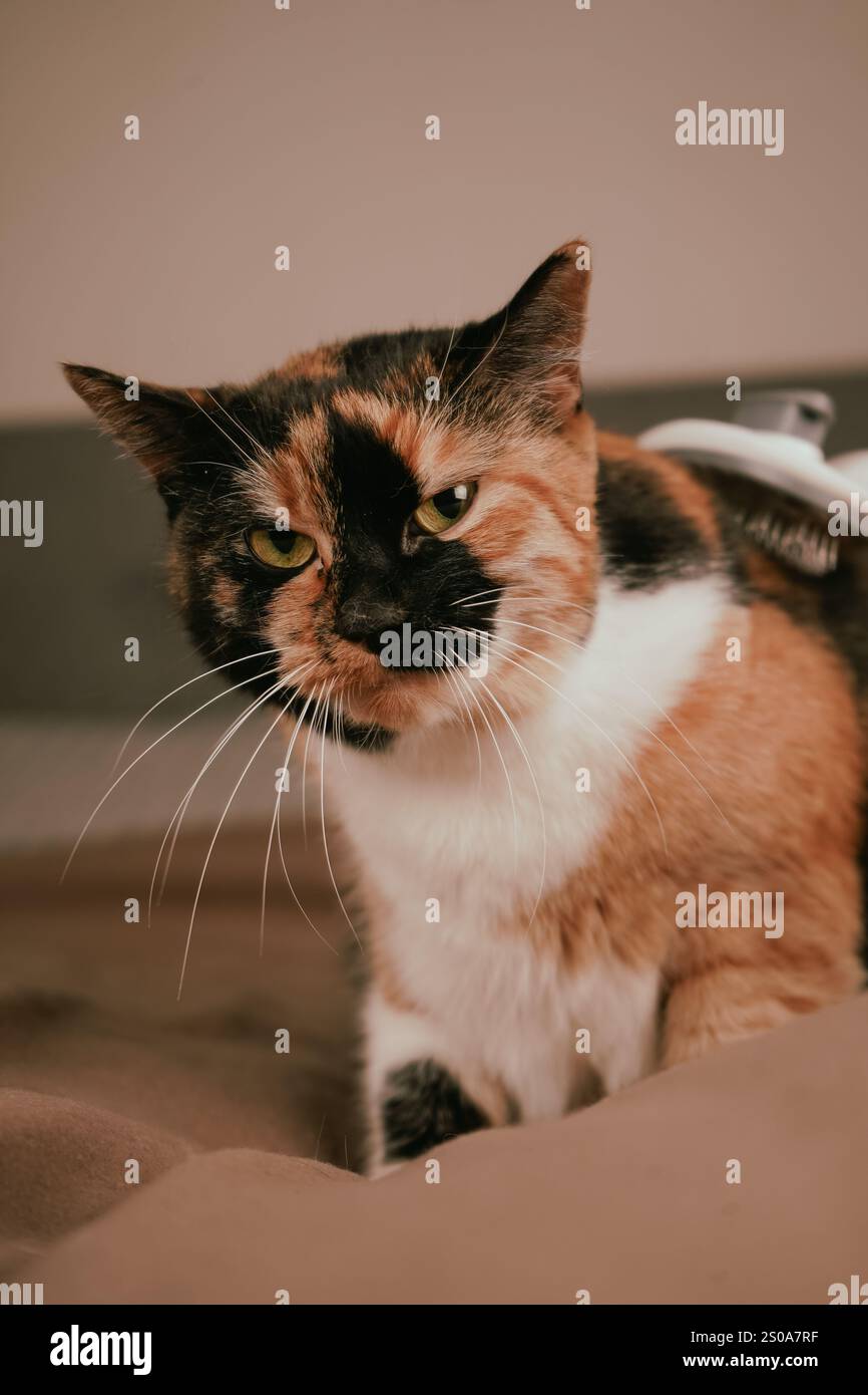 Ein Pflegemoment entfaltet sich, wenn eine Calico-Katze mit auffälligem ...