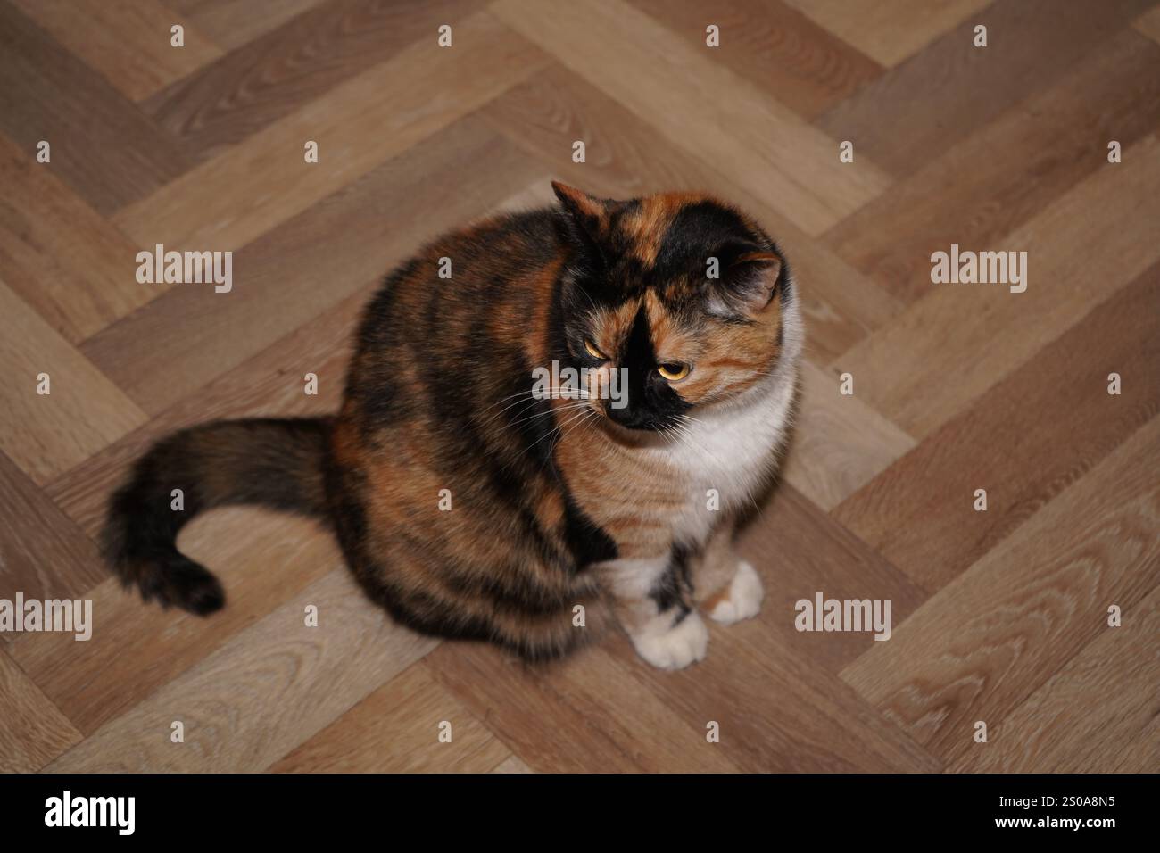 Mit einer Mischung aus weißem, schwarzem und orangefarbenem Fell sitzt ...