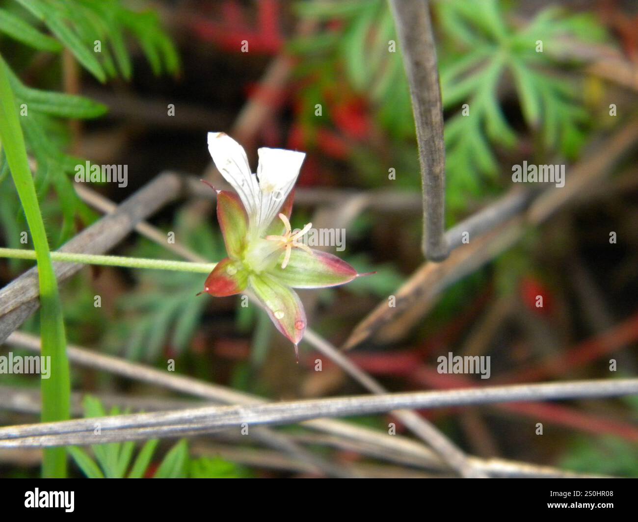 Geranium incanum -Fotos und -Bildmaterial in hoher Auflösung – Alamy