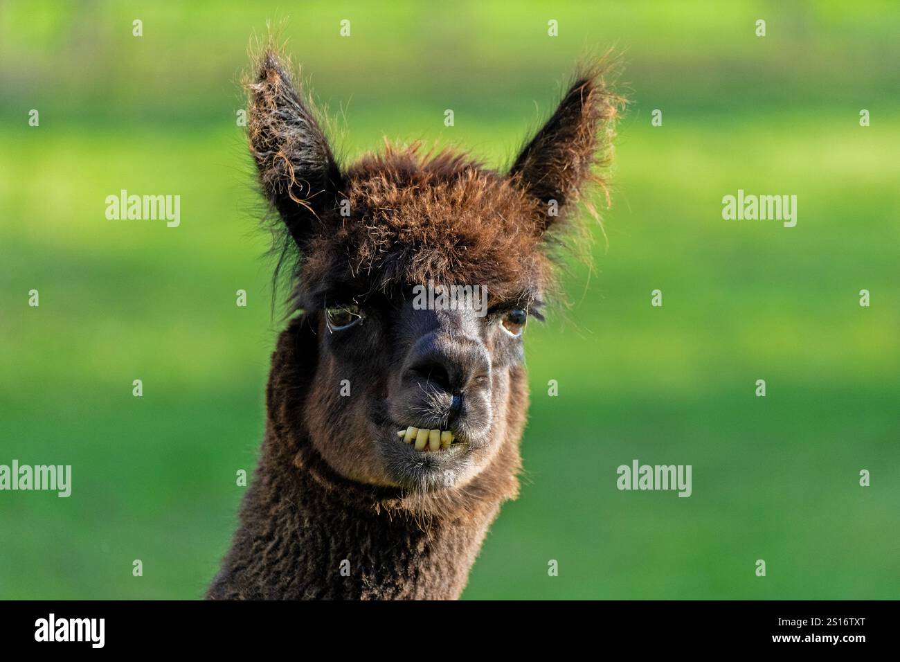 Adult alpaca -Fotos und -Bildmaterial in hoher Auflösung – Alamy