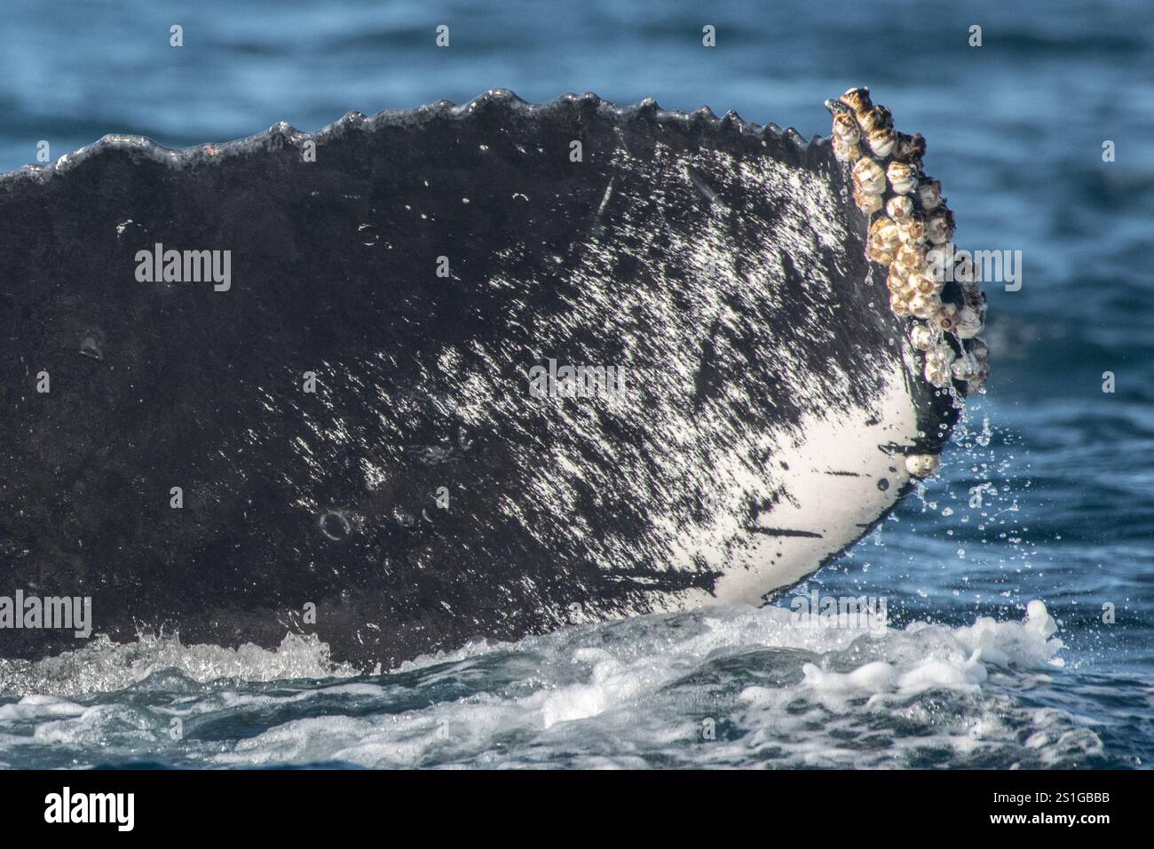 Seepocken auf wal -Fotos und -Bildmaterial in hoher Auflösung – Alamy