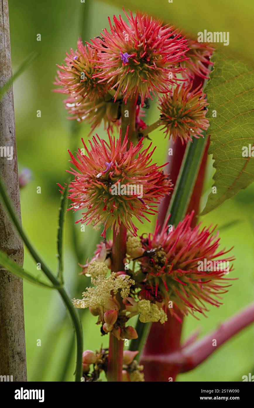 Exotische pflanze -Fotos und -Bildmaterial in hoher Auflösung – Alamy