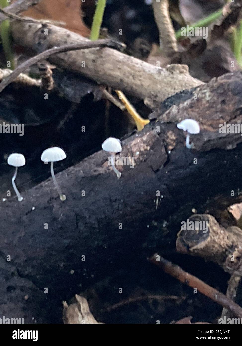Mycena stylobates -Fotos und -Bildmaterial in hoher Auflösung – Alamy