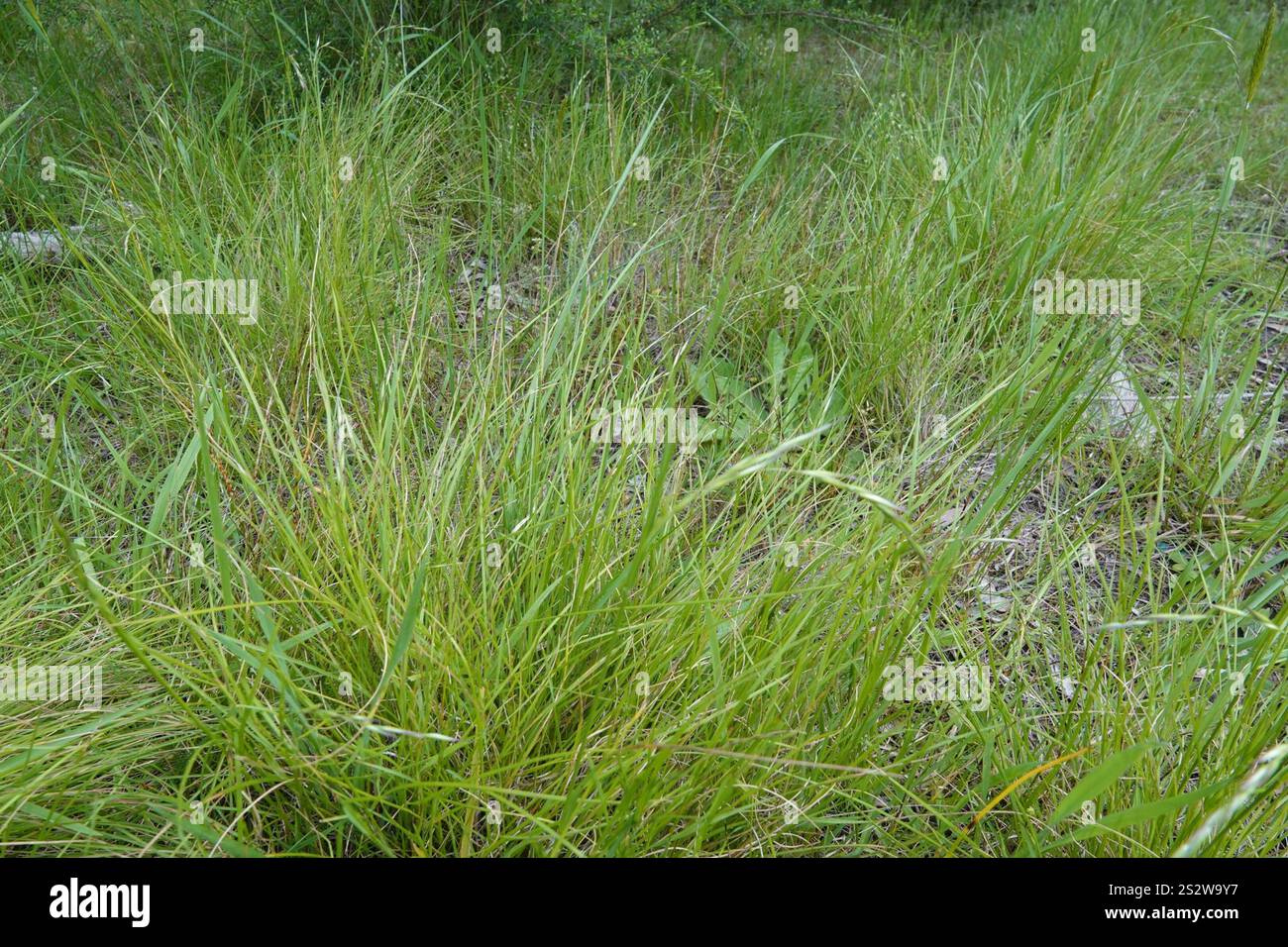 Ehrharta stipoides -Fotos und -Bildmaterial in hoher Auflösung – Alamy
