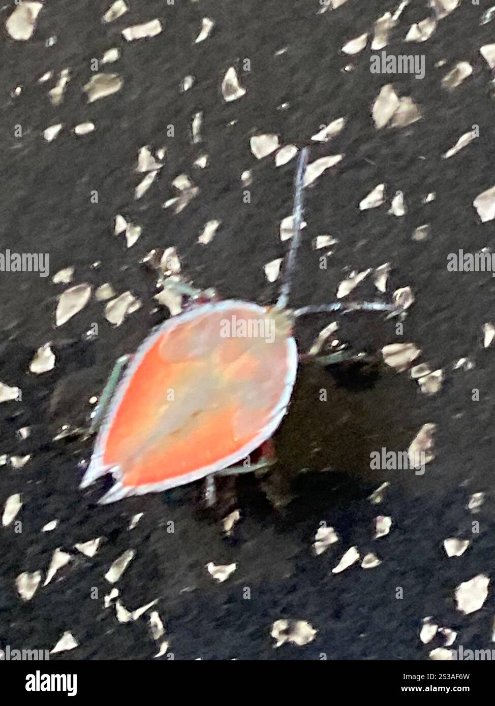 Litschi stink bug -Fotos und -Bildmaterial in hoher Auflösung – Alamy