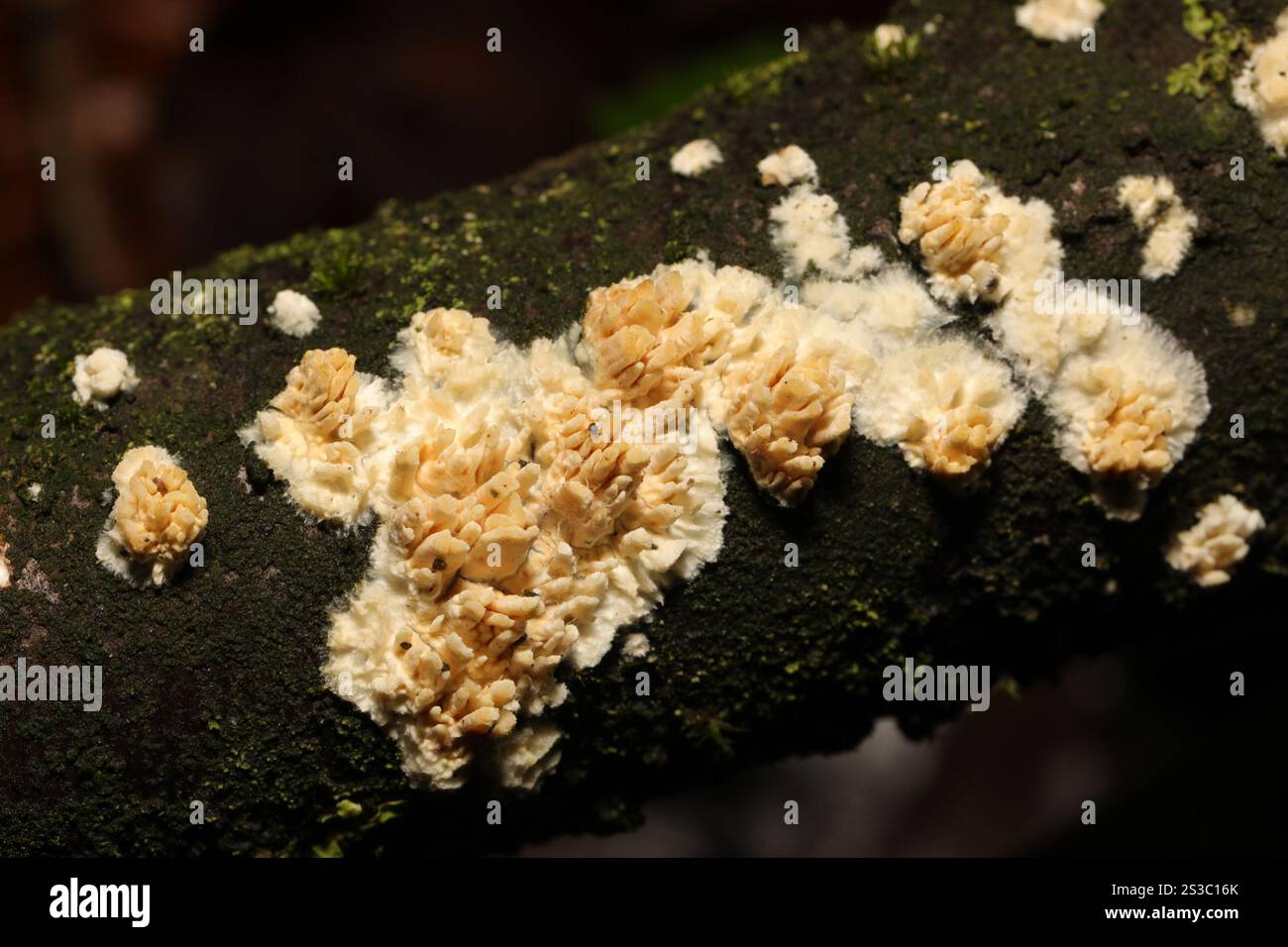 Gezahnte kruste -Fotos und -Bildmaterial in hoher Auflösung – Alamy