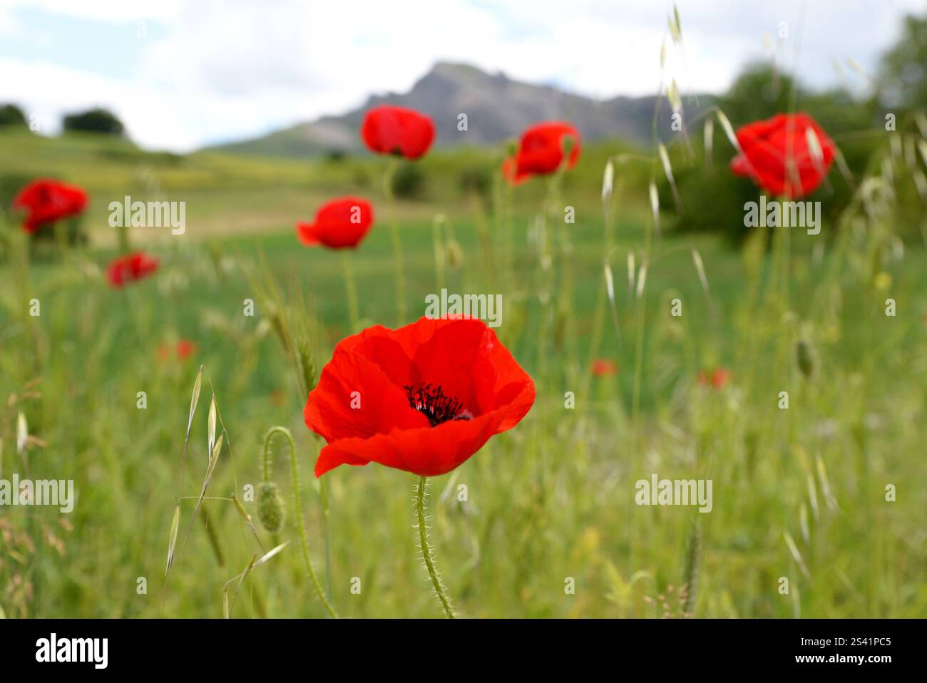 Mohnblumen blühen in griechenland -Fotos und -Bildmaterial in hoher ...