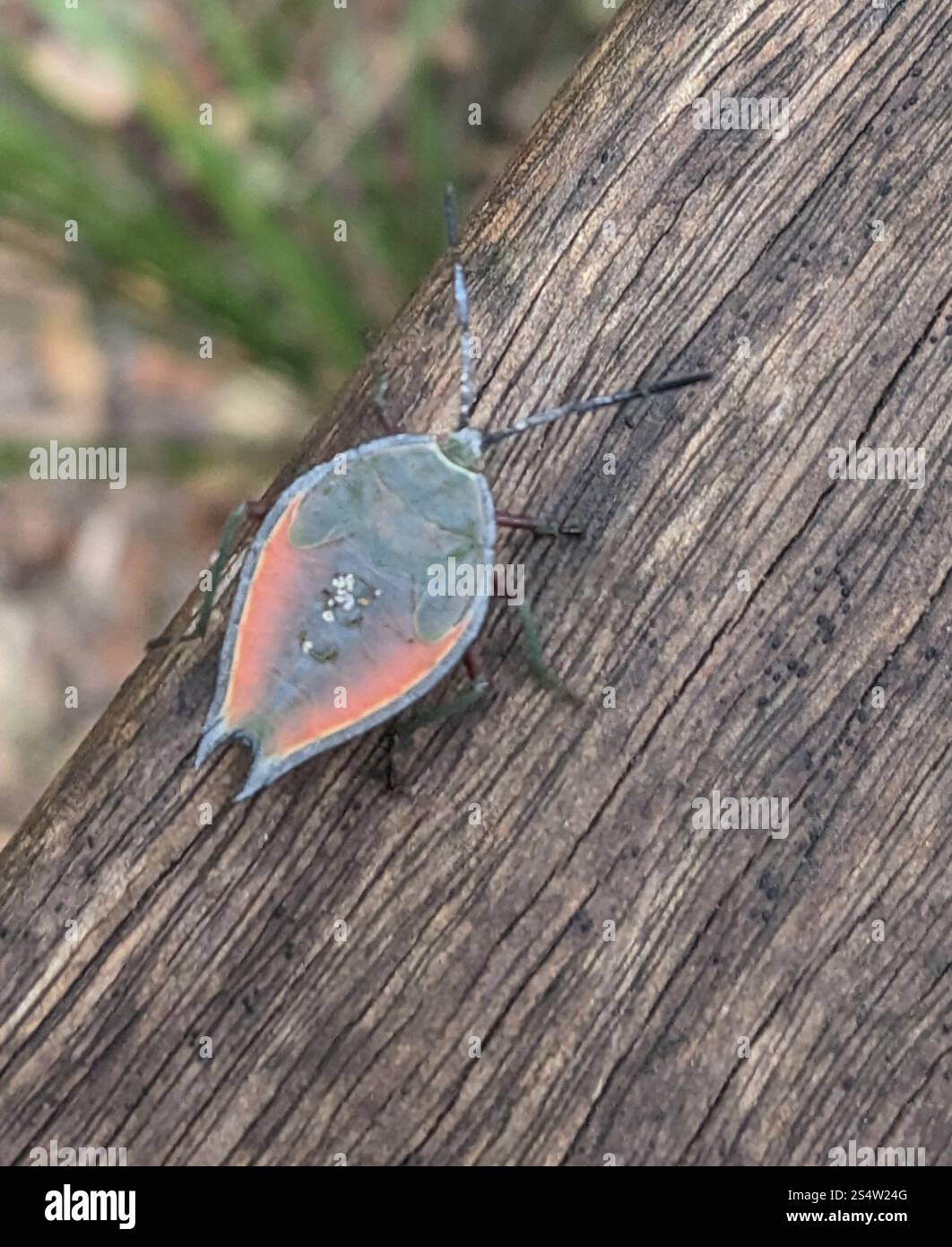 Litschi stink bug -Fotos und -Bildmaterial in hoher Auflösung – Alamy