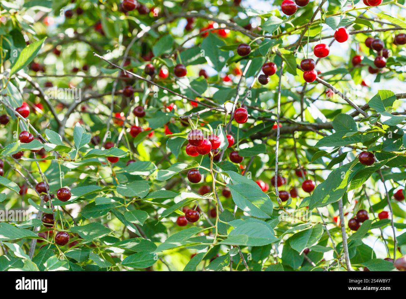 Kirsche kirschbaum -Fotos und -Bildmaterial in hoher Auflösung – Alamy