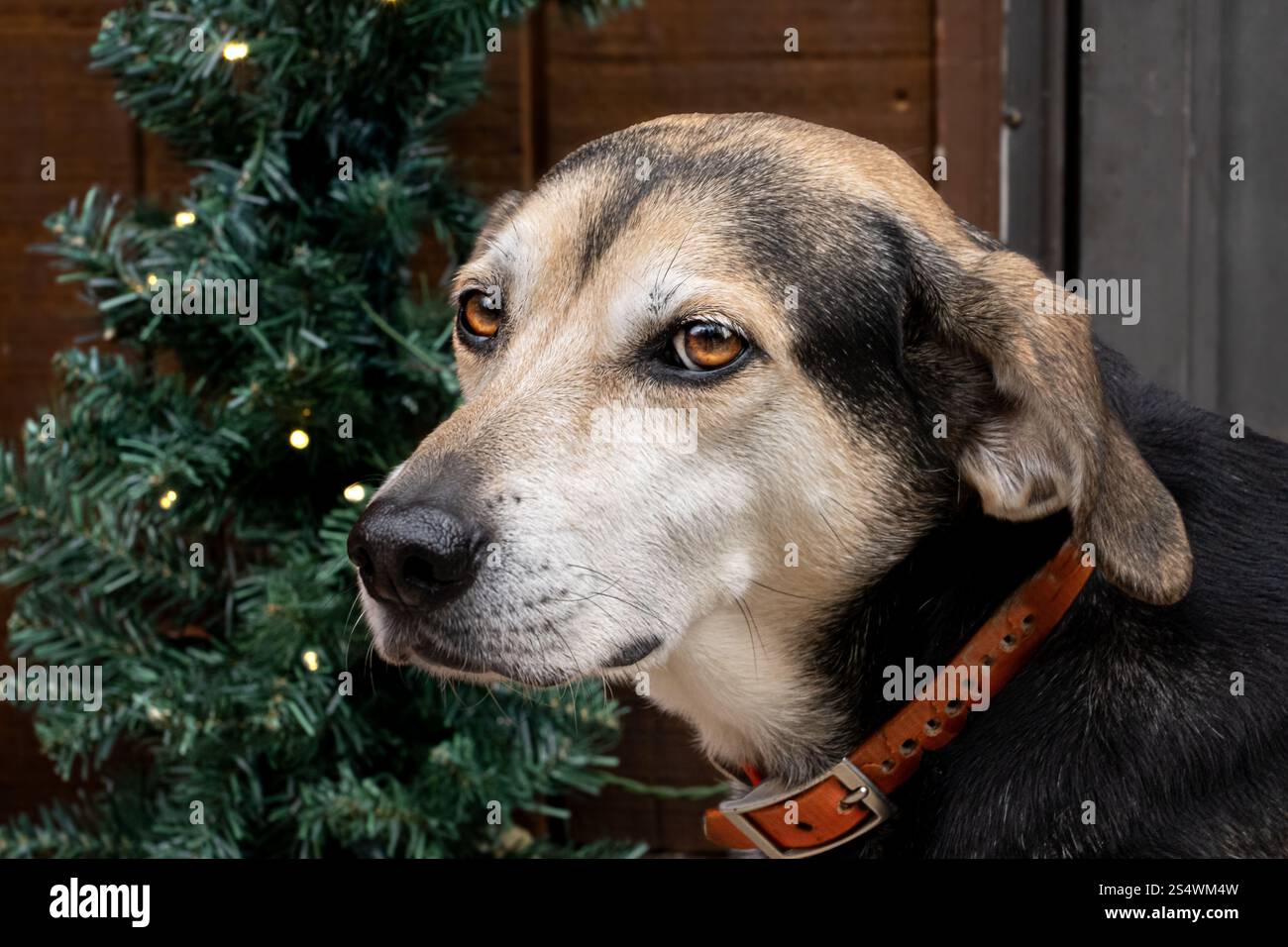 Spannende Hund Schwarz Braun Wei Fotos