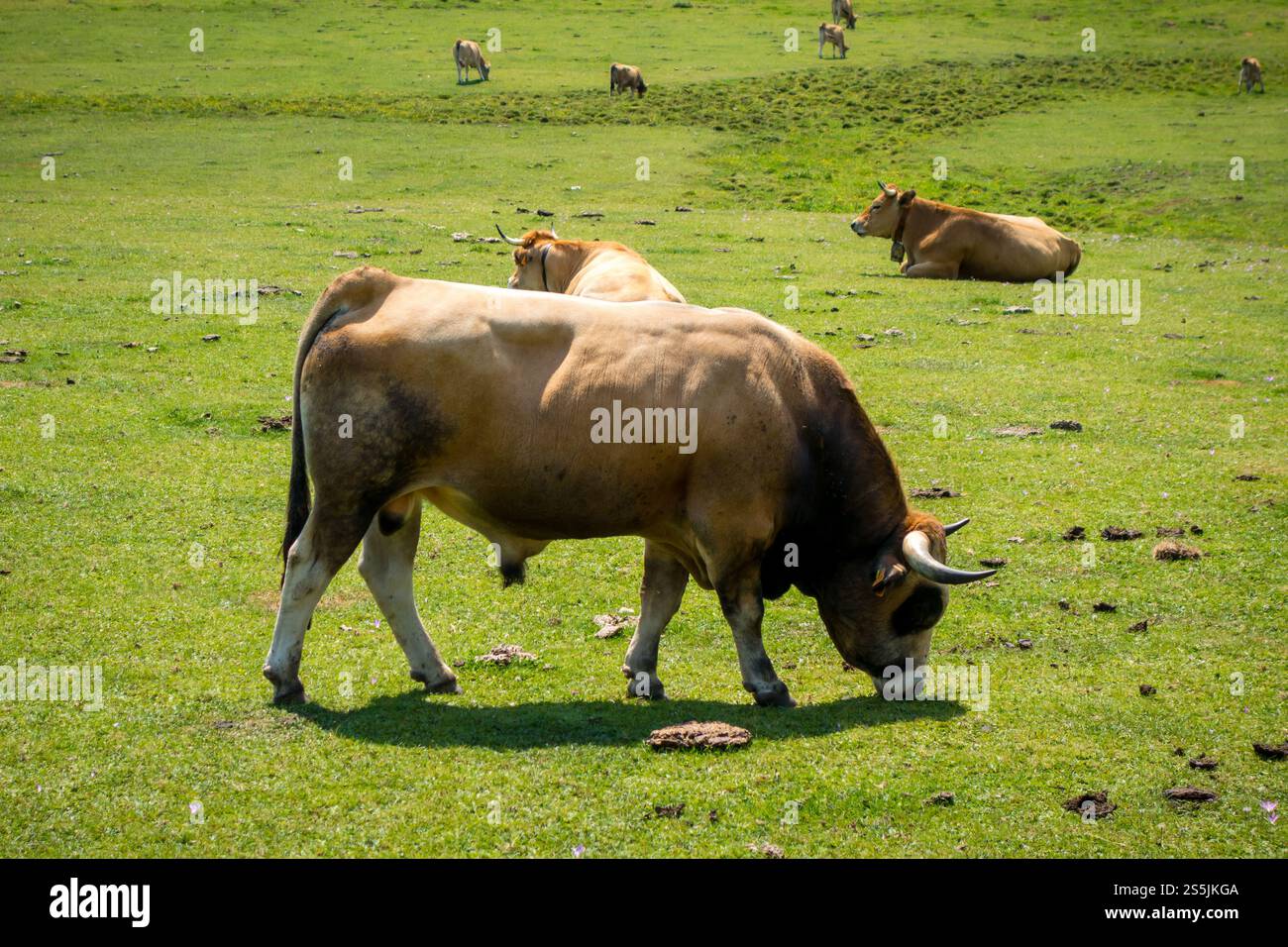 Stier um die covadonga seen in picos de europa -Fotos und -Bildmaterial ...