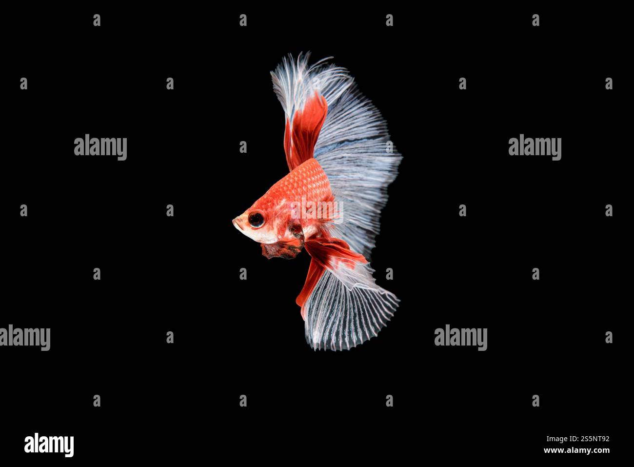 Schöne rot-weiße Betta Splendens, siamesische Kampffische oder Plakat ...