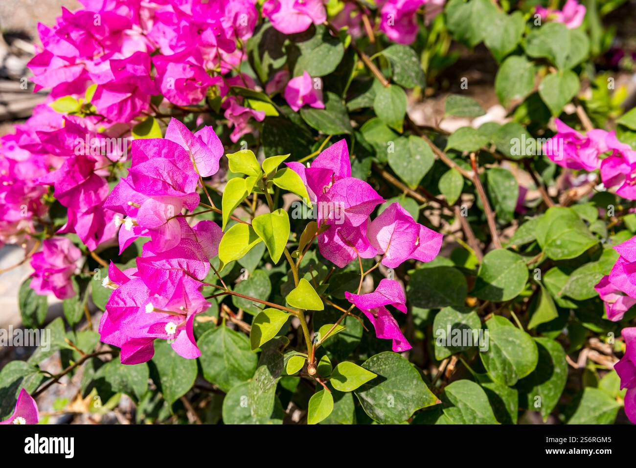 Bougainvillea im Garten, Bait al Zubair, Museum, ehemaliges Herrenhaus ...
