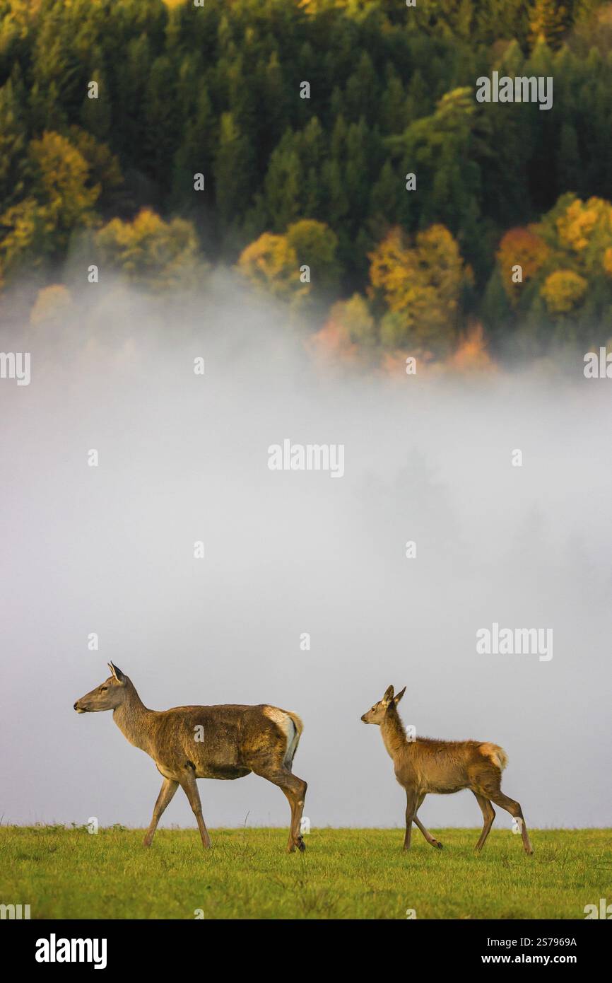 Eine Altai maral Hind mit einem Kalb, Altai wapiti oder Altai Elch ...