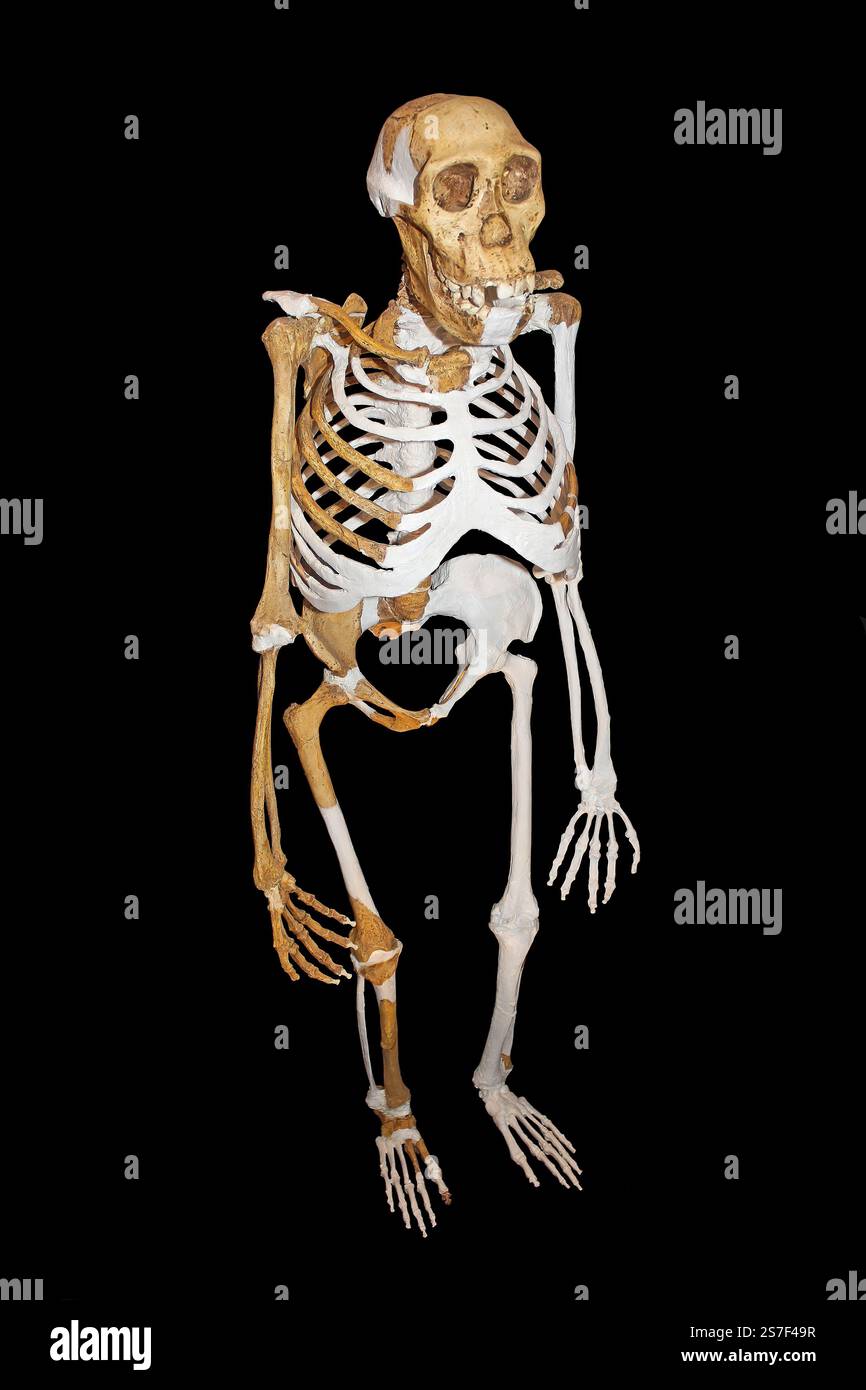 Australopithecus sediba -Fotos und -Bildmaterial in hoher Auflösung – Alamy