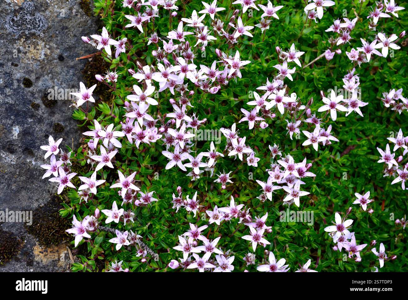 Cantabrian range -Fotos und -Bildmaterial in hoher Auflösung – Alamy