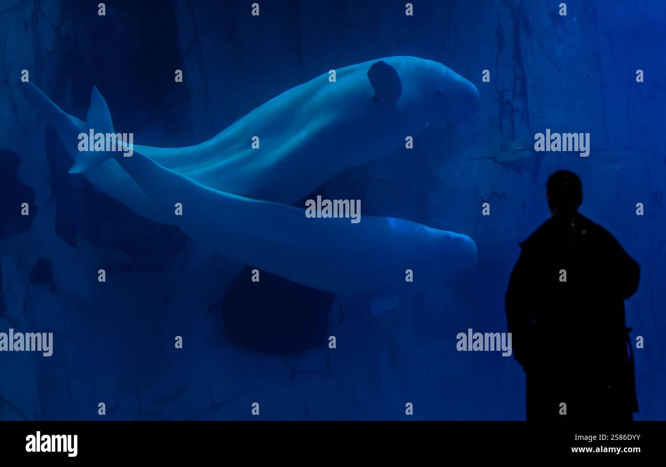 The beluga whales during the presentation of the union of the four ...