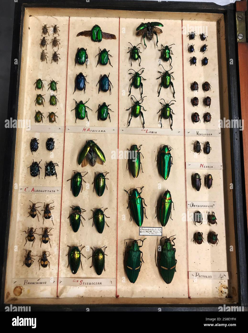 Alte hibbies -Fotos und -Bildmaterial in hoher Auflösung – Alamy