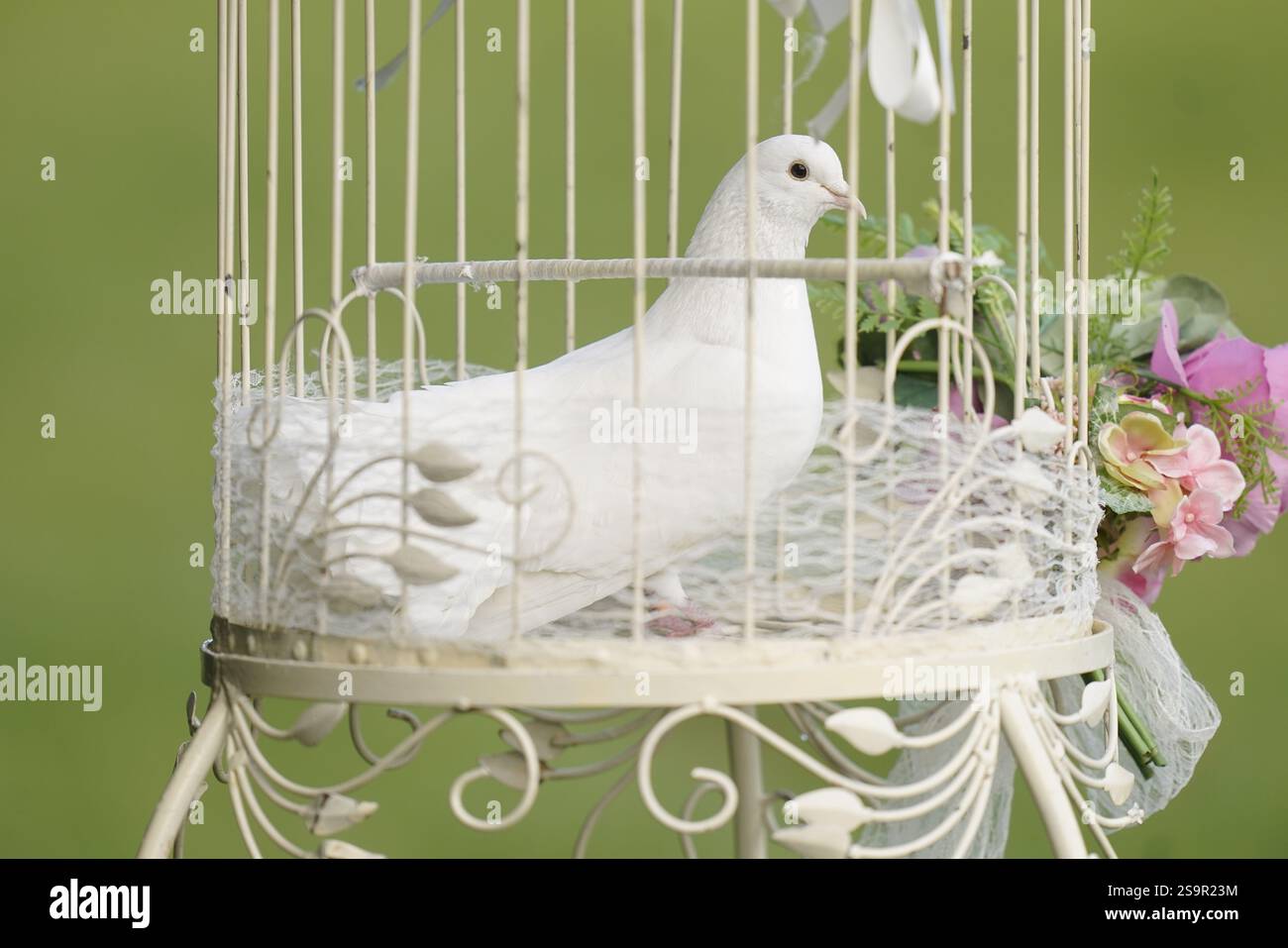 Eine weiße Taube bei der Beerdigung der Vivienne in Bodelwyddan ...