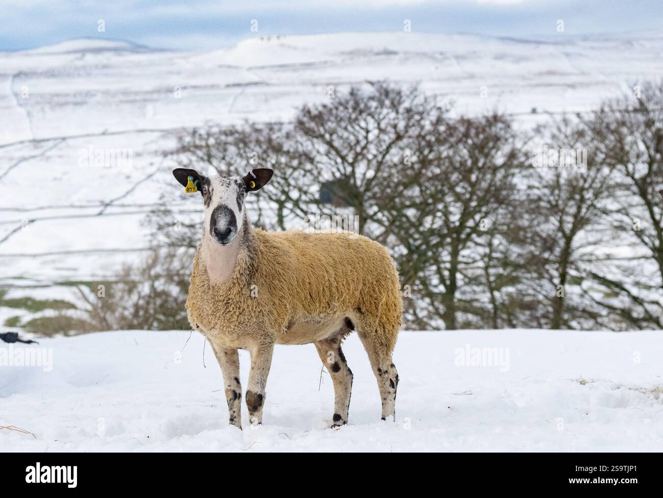 Bluefaced Leicester Schafe stießen auf einem schneebedeckten Feld in ...