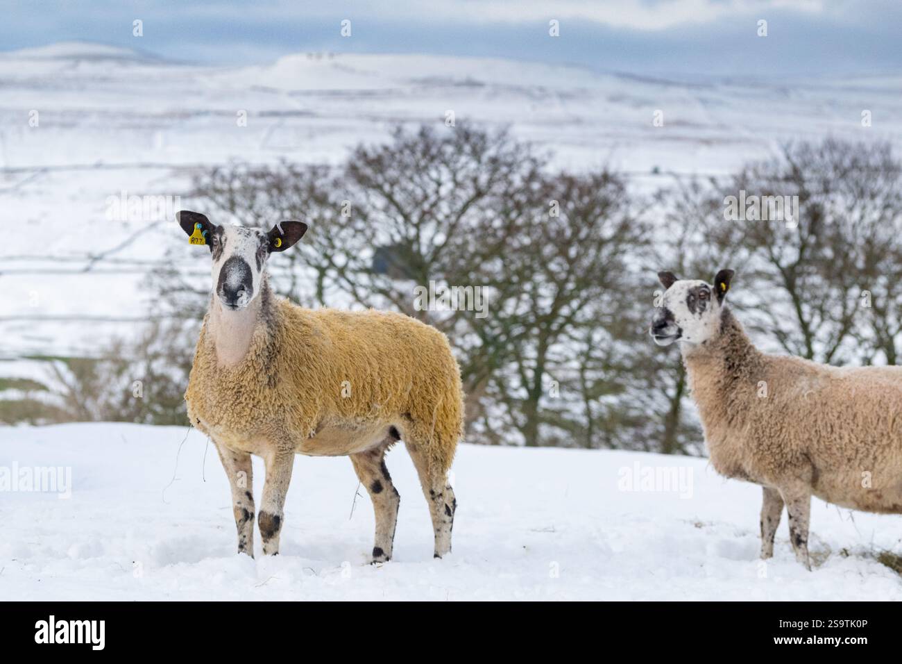 Bluefaced Leicester Schafe stießen auf einem schneebedeckten Feld in ...