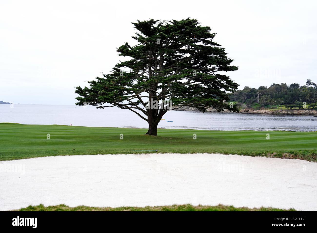 PEBBLE BEACH, CA - JANUARY 29: A wide angle view of the iconic Cypress ...