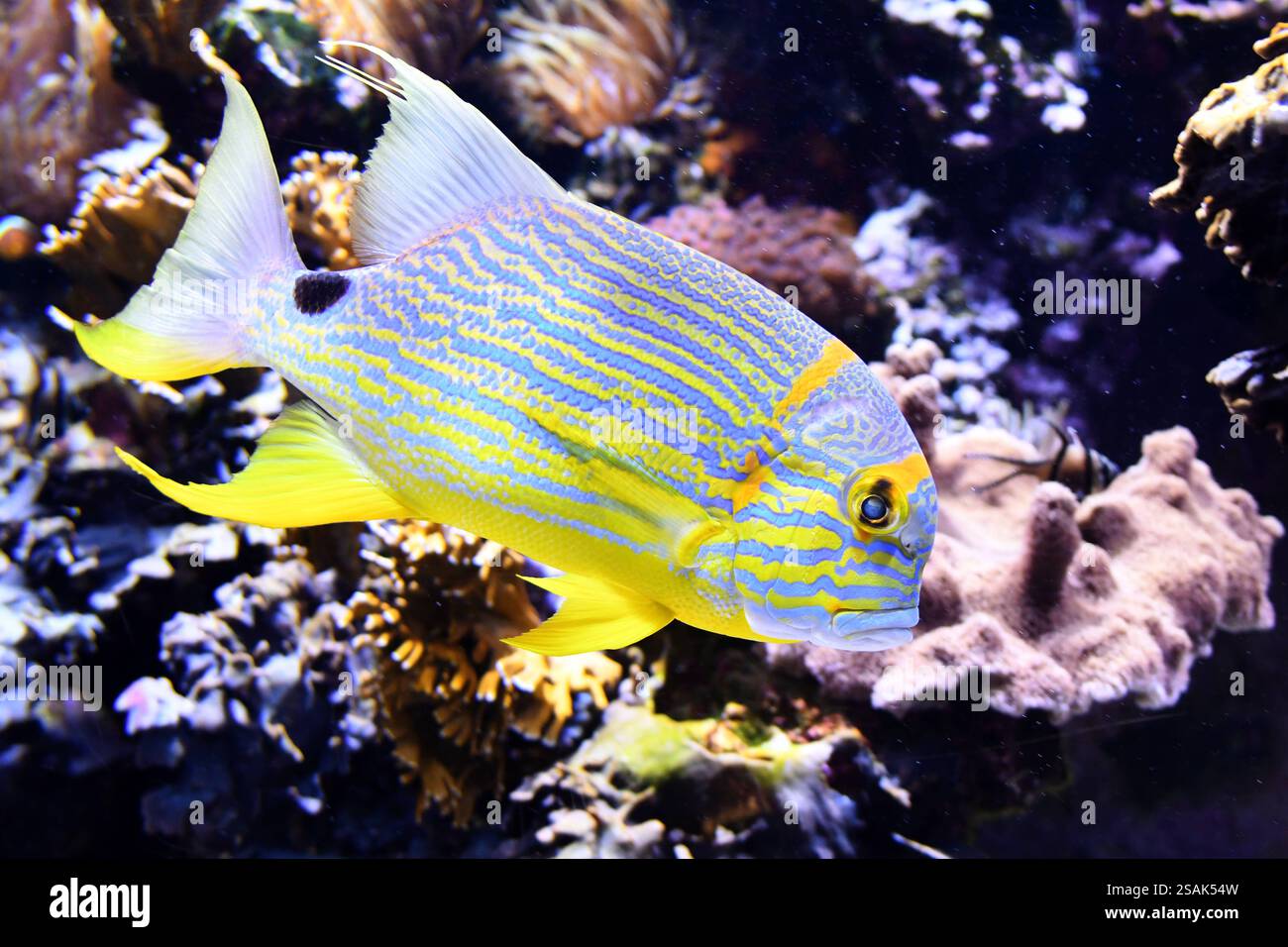SYMPHORICHTHYS SPILURUS, LUTIANIDE, PESCE, FISH, Nahaufnahme, Museo ...