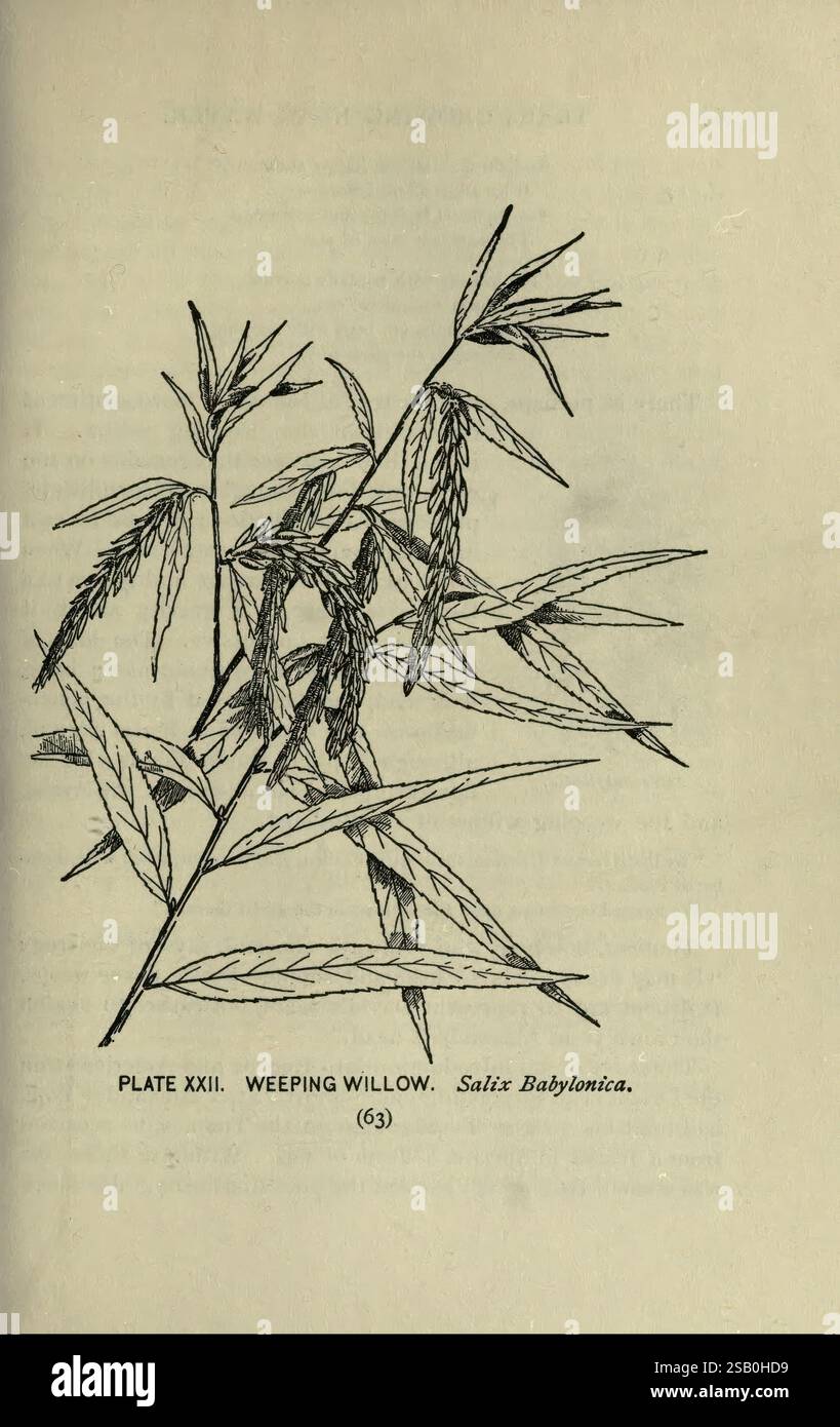Ein Guide zu den Bäumen, New York, F.A. Stokes, [c1900], Bäumen, USA ...