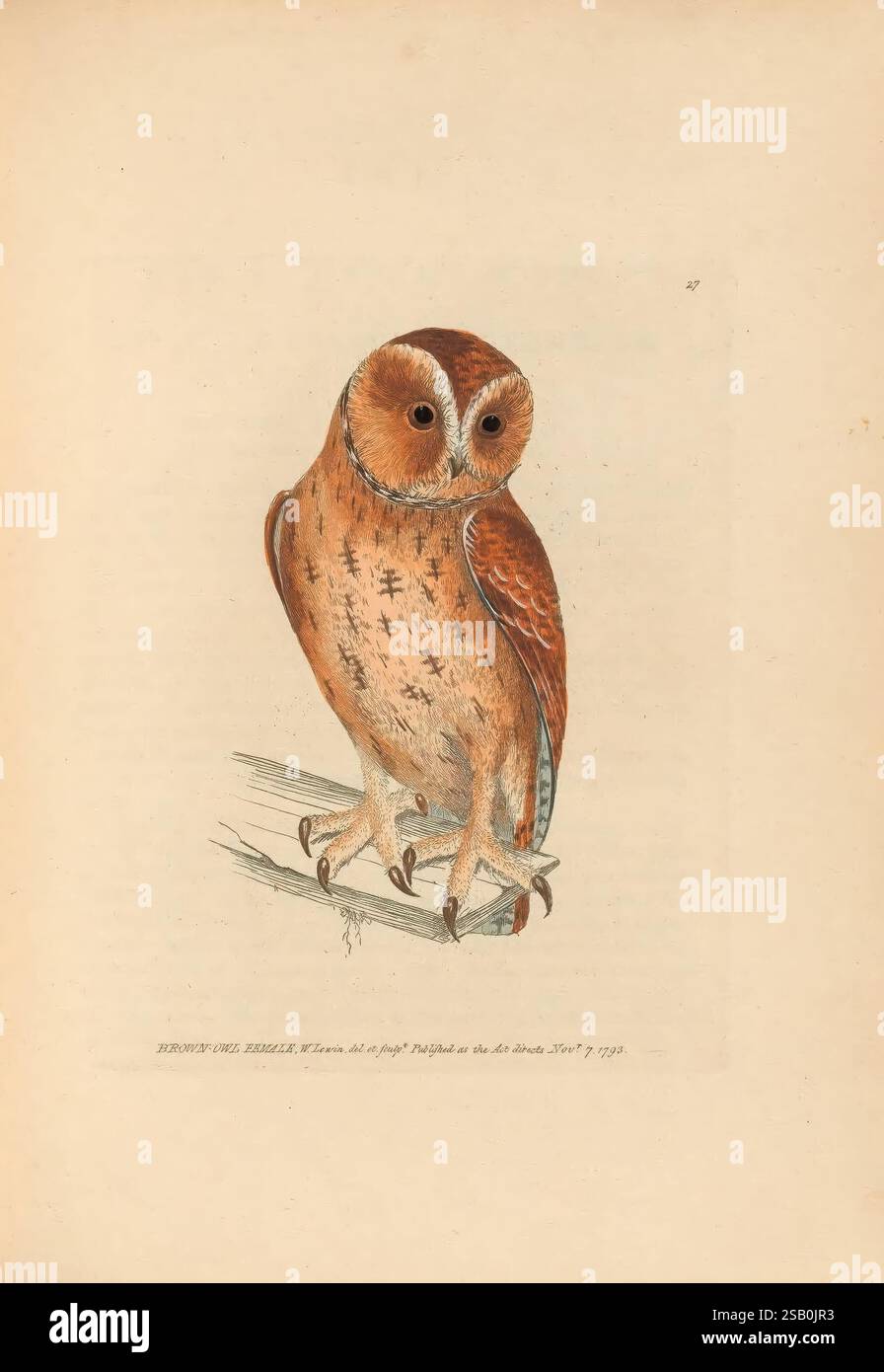 Eulen aufmerksame haltung -Fotos und -Bildmaterial in hoher Auflösung – Alamy