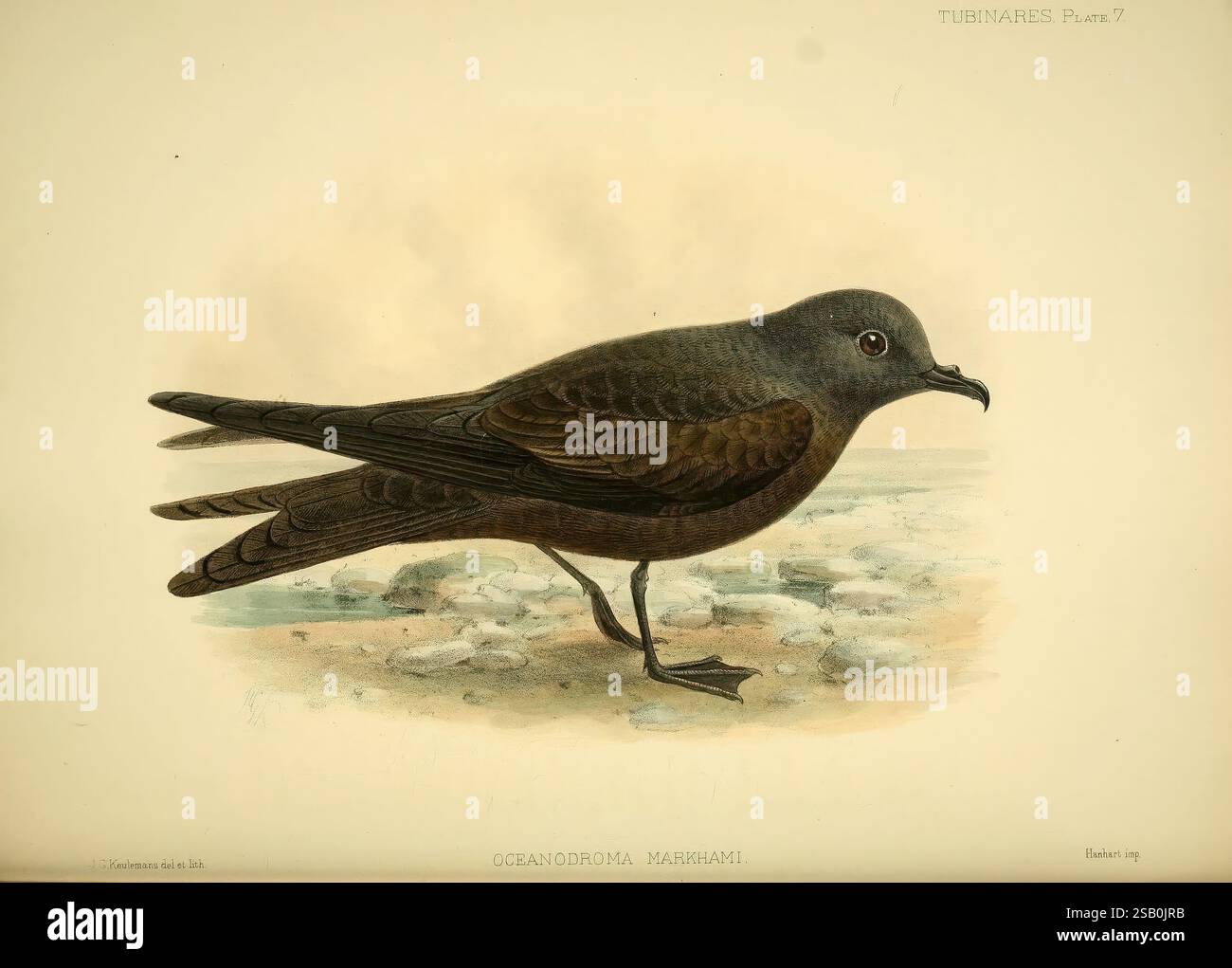 A Monograph of the Petrels (Order Tubinares), London, Witherby & Co ...