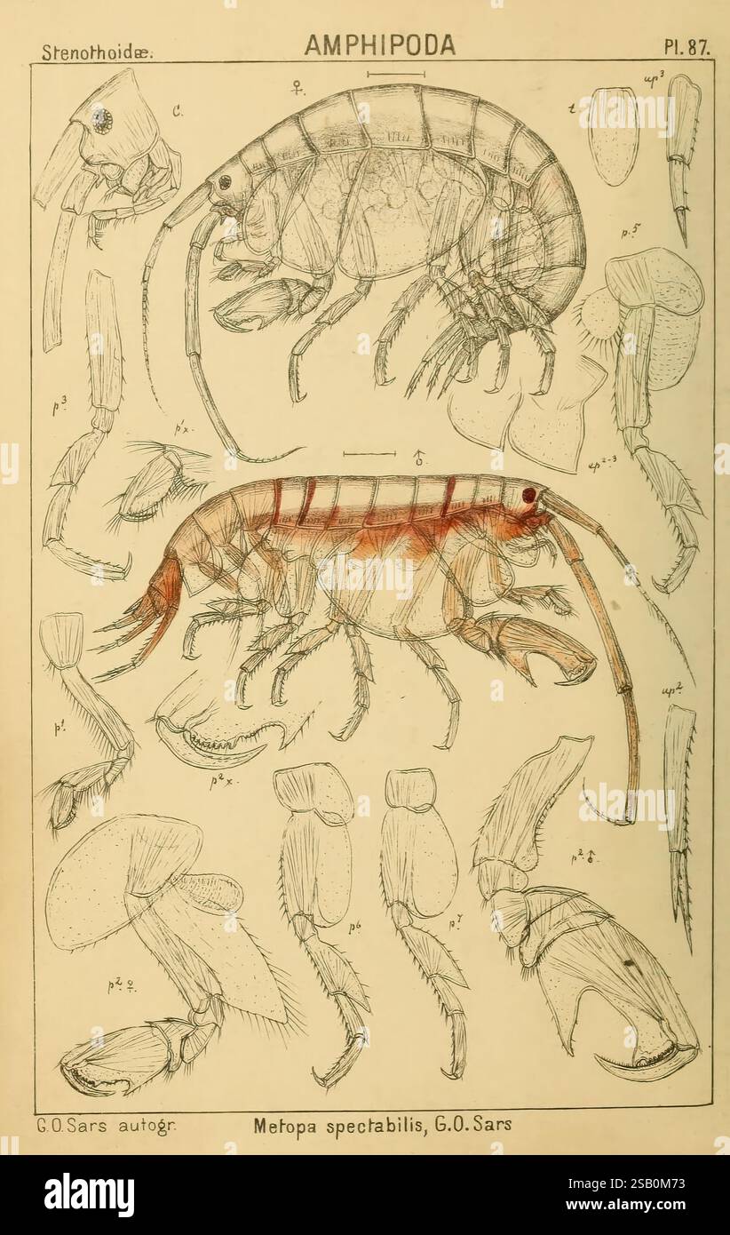 Ein Bericht über die Crustacea von Norwegen Christiania, A. Cammermeyer ...
