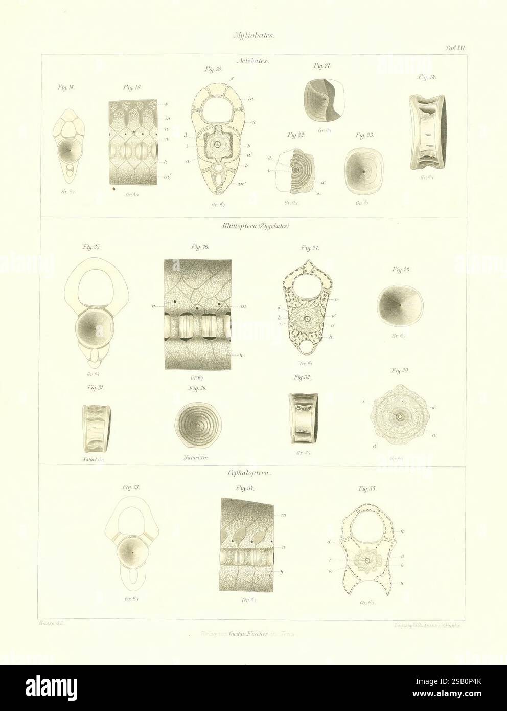 1879 1885 anatomie fische -Fotos und -Bildmaterial in hoher Auflösung ...