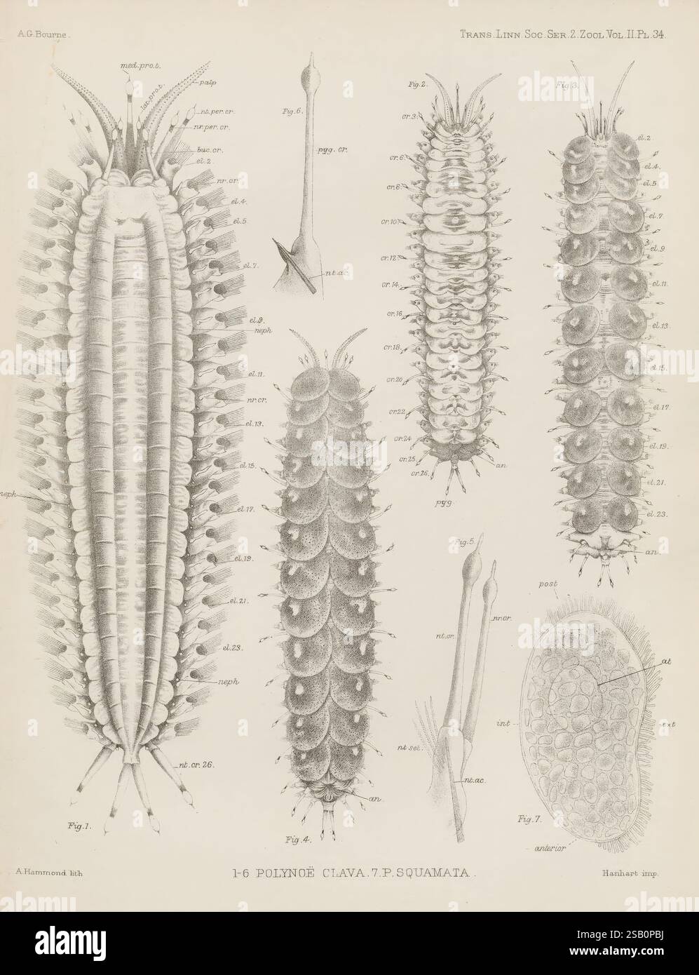 Polychaeten klasse -Fotos und -Bildmaterial in hoher Auflösung – Alamy