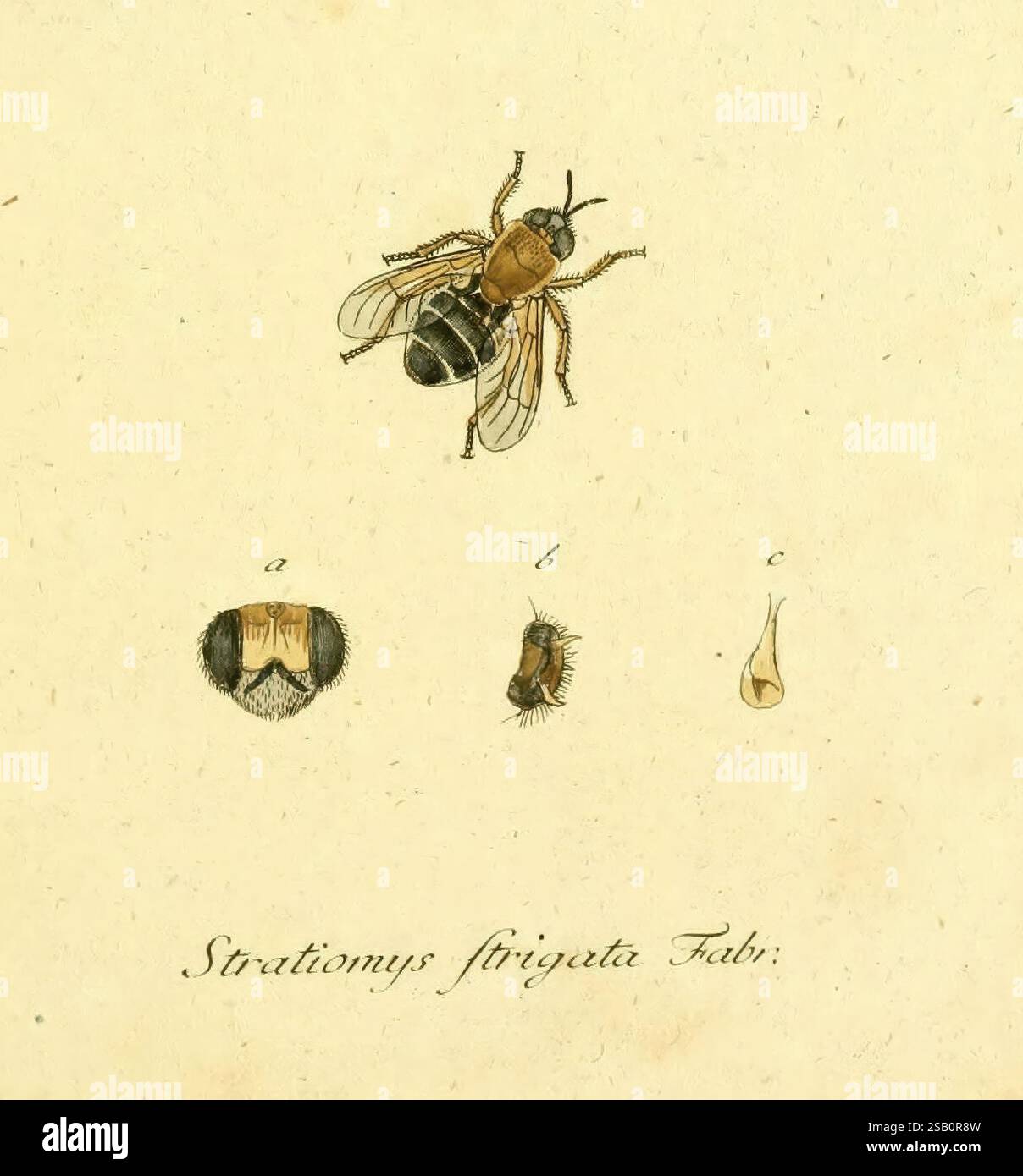 Fauna Germanica, Diptera, Nürnberg, s.n, zwischen 1793 und 1805 ...