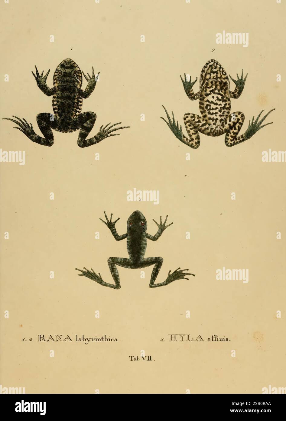 Animalia nova sive Species novae testudinum et ranarum Monachii F.S ...