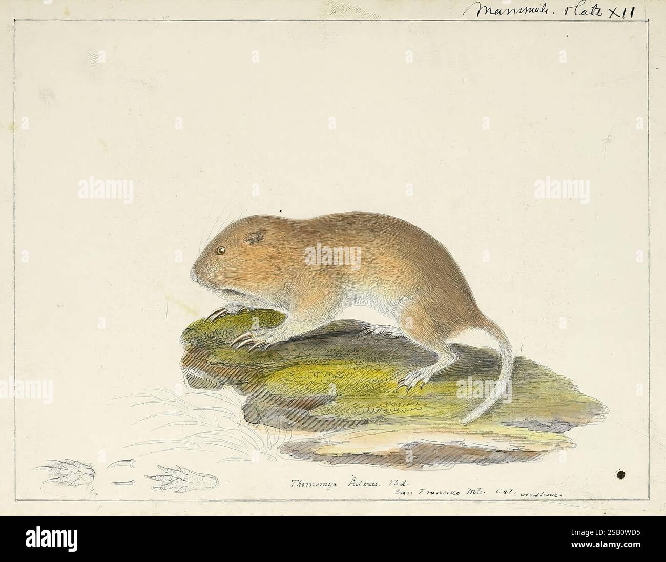 Thomomys fulvus -Fotos und -Bildmaterial in hoher Auflösung – Alamy