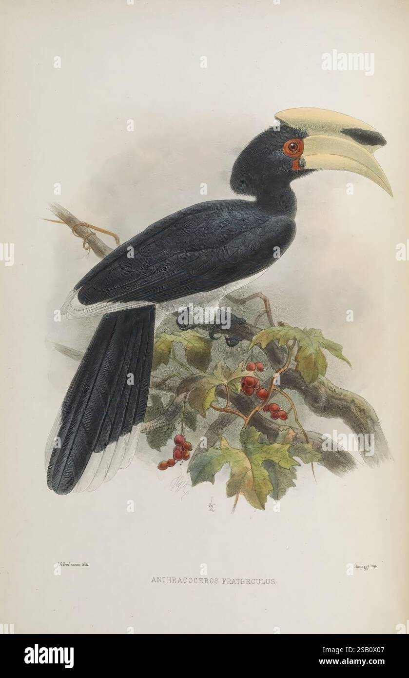 Eine Monografie der Bucerotidae, oder Familie der Nashornvögel. London ...