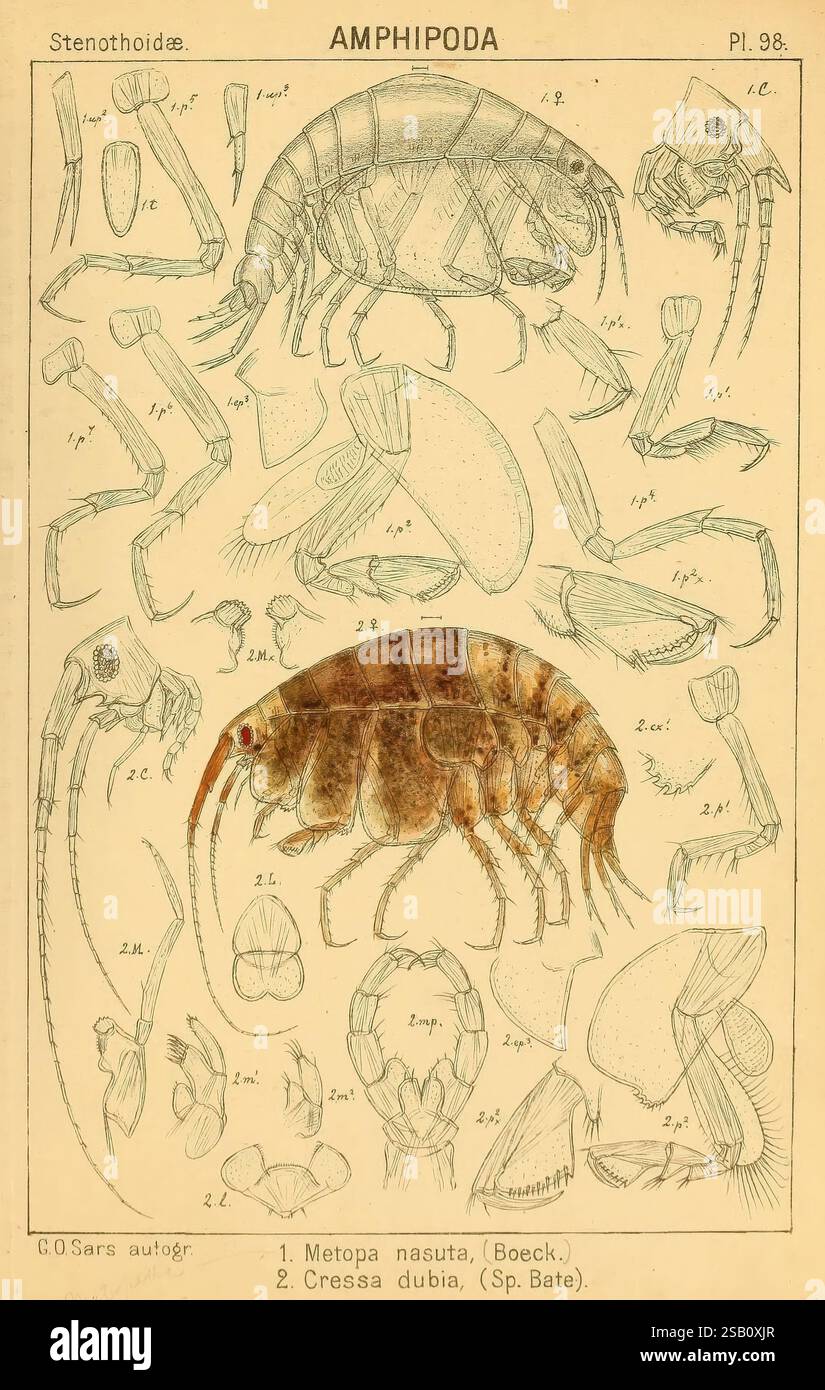 Ein Bericht über die Crustacea von Norwegen, Christiania, A ...