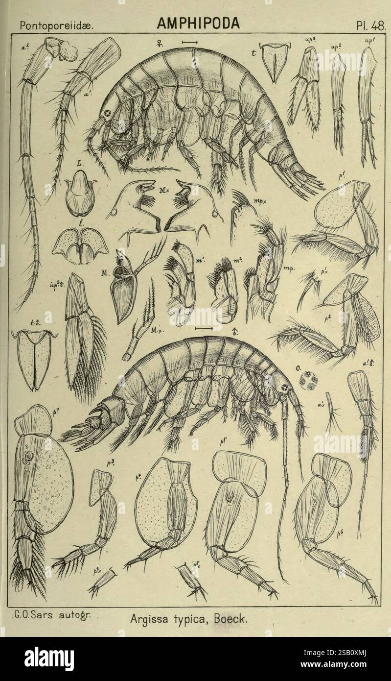 Ein Bericht über die Krustacea von Norwegen. v.1 Amphipoda (Platten ...