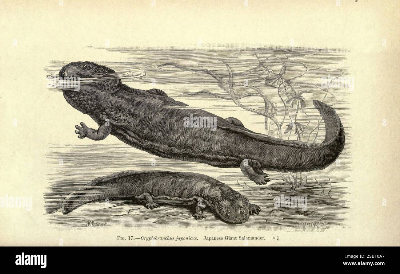 Herpetologie sciartfix hans gadow frauen -Fotos und -Bildmaterial in ...